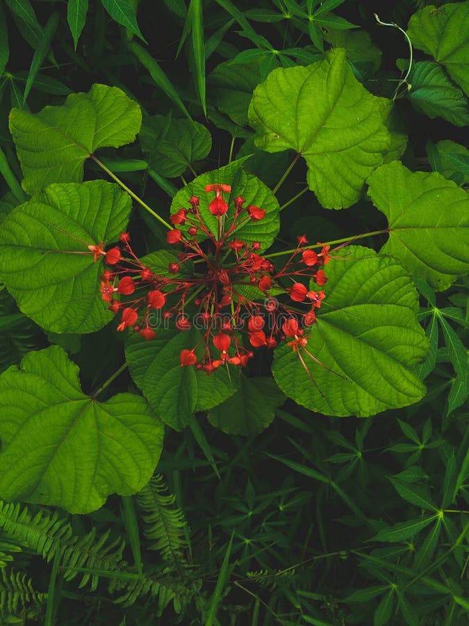 Red flower borneo stock photo. Image of wildflower, blossom - 201740298