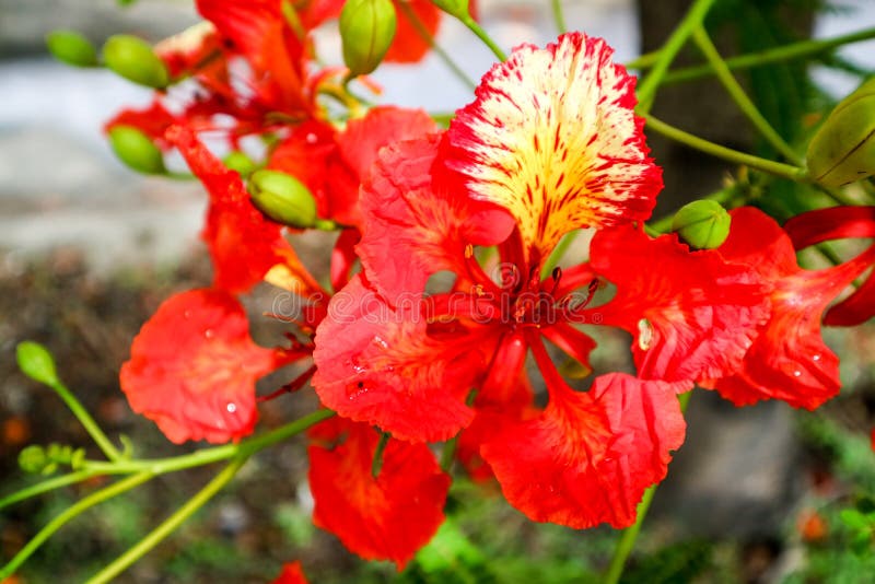 Red Flower Boutique Flame Tree Blooming in Public Garden Stock Image ...