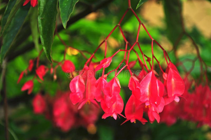 Red flower stock image. Image of bright, putrajaya, green - 35192587