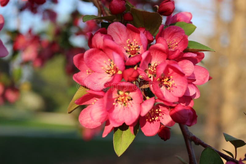 Red Flower on a Branch of the Tree Stock Image - Image of yellow, road ...