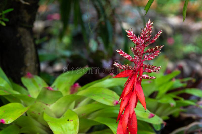 Red Flower of Bromeliad stock image. Image of wall, rustic - 169802813