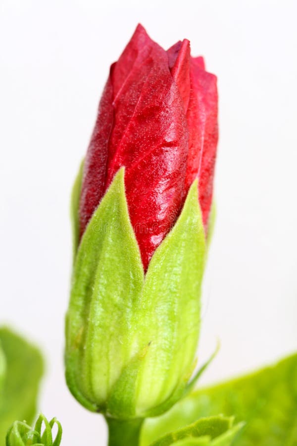 Red Flower Bud stock photo. Image of sepal, pointed, covering - 6019108
