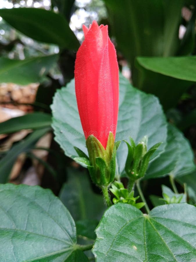 Red Flower Buds at the Edge of the Garden Stock Photo - Image of buds ...