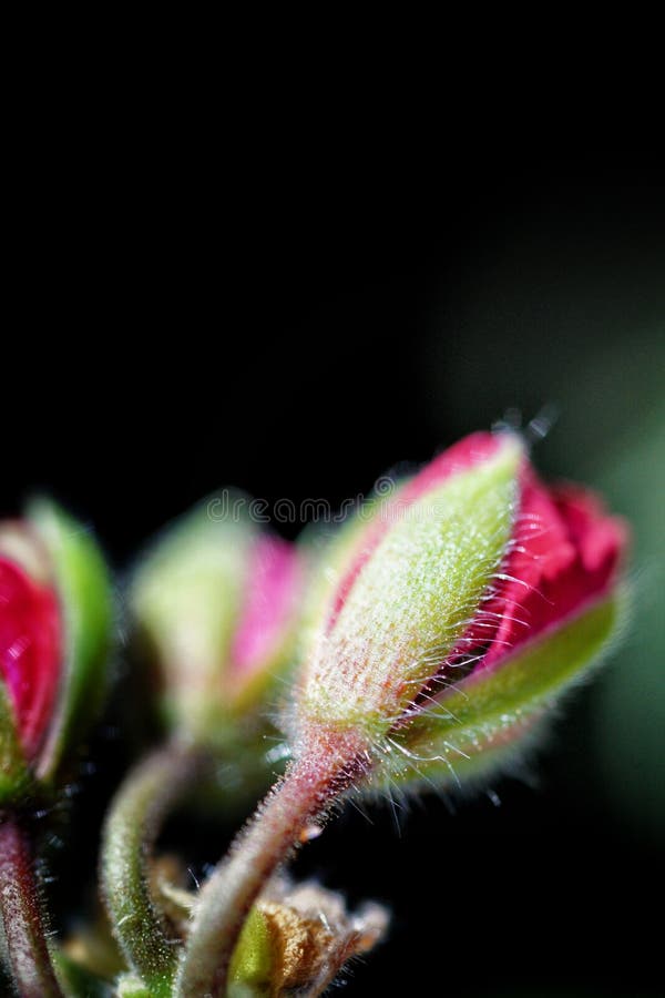 Red flower buds in a pot stock photo. Image of pink - 261558950