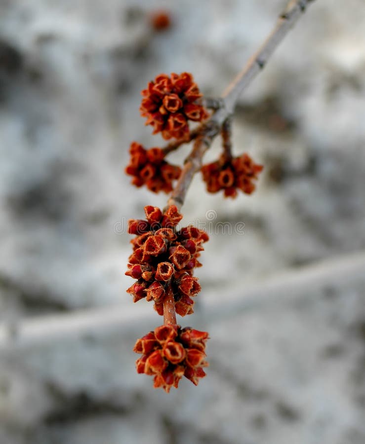 Red Flower Buds on a Tree stock photo. Image of winter - 5198348