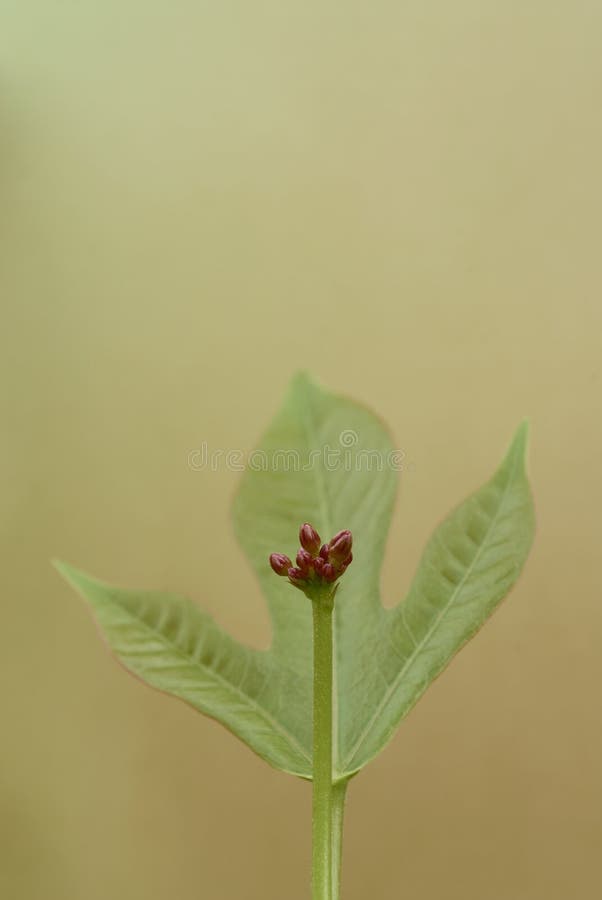 Nicho - Photographer profile