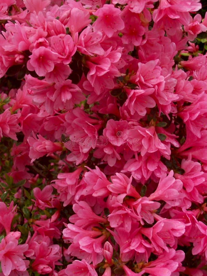 Red flower burst stock image. Image of bursting, plant - 77375409