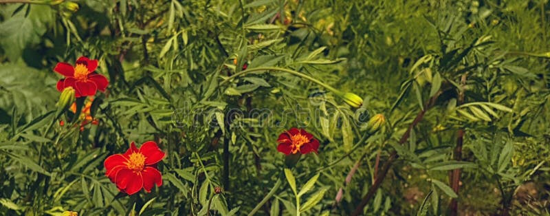 Red flower in a bush stock photo. Image of fancy, bush - 123654452