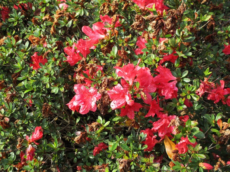 Red flower bush stock image. Image of cypress, branches - 89410019