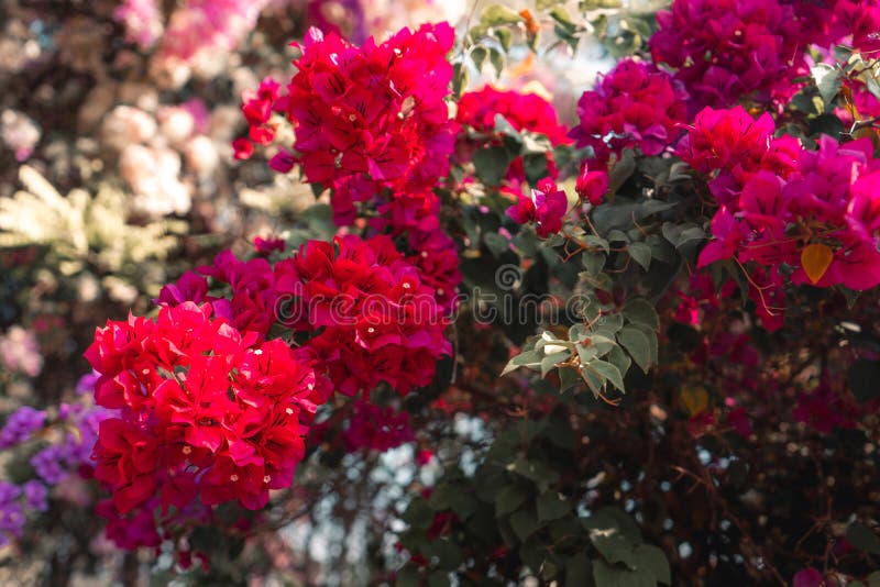 Red Flower Bushes Spring in Nature Stock Image - Image of spring ...