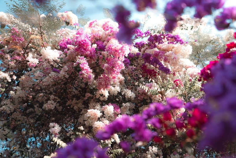 Red Flower Bushes Spring in Nature Stock Image - Image of bloom ...