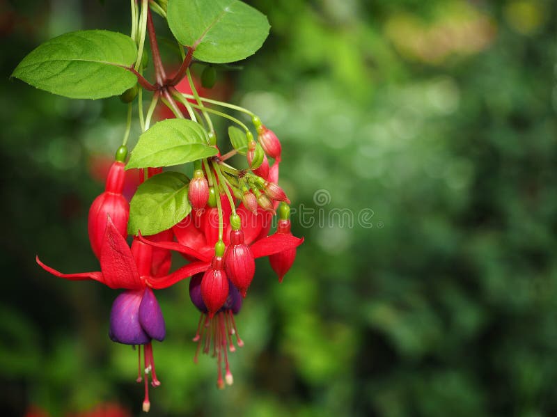 Buttiful Stock Photos - Free & Royalty-Free Stock Photos from Dreamstime