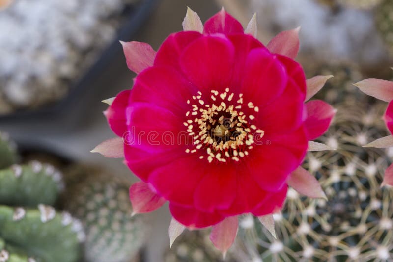 Red Flower of Cactus Taken in Top Stock Photo - Image of chamaecereus ...