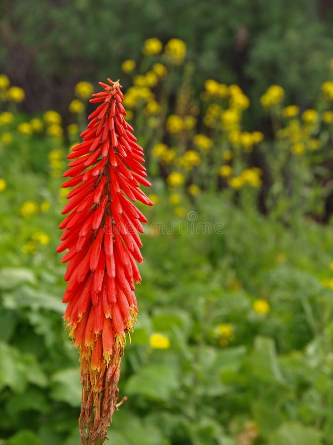 3,451 Single Desert Flower Stock Photos - Free & Royalty-Free Stock ...