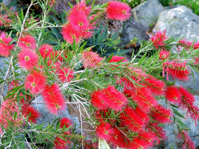 Red Flower of a Callistemon (bottlebrush) Close Up Stock Image - Image ...
