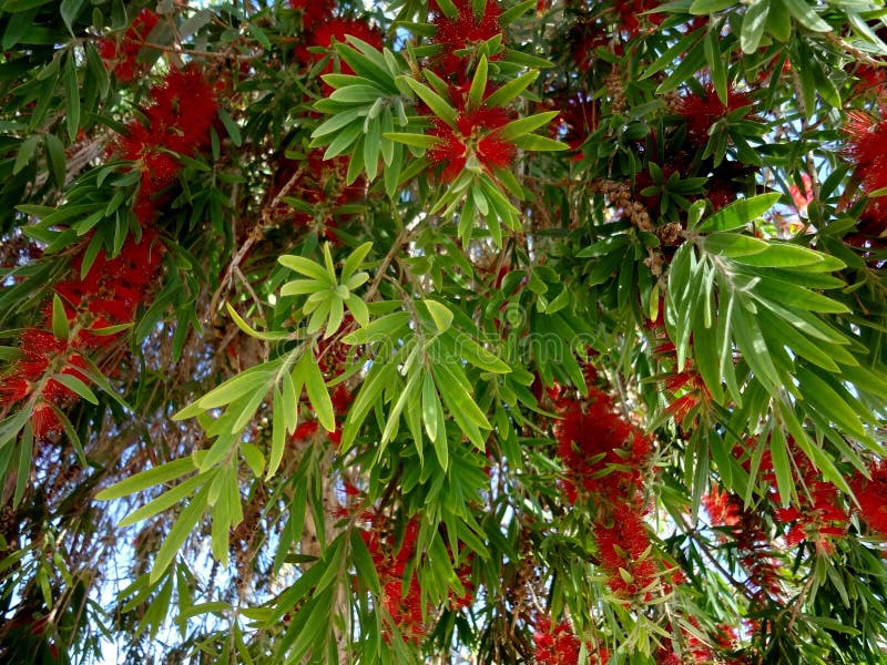 Red Flower of a Callistemon Bottlebrush Close Up Stock Image - Image of ...