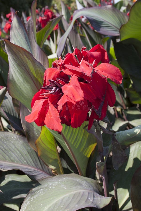 Red Flower Canna in a Flower Bed Stock Image - Image of gardening ...