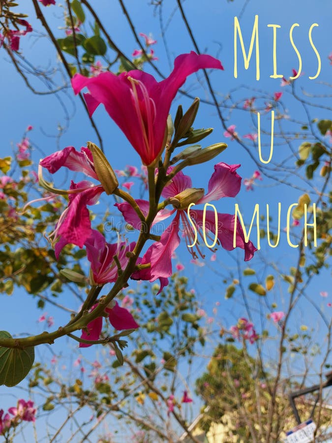 Red Flower Card Background Saying Miss U so Much Stock Photo - Image of ...