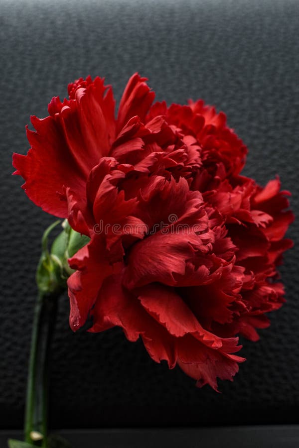 Red flower carnation stock photo. Image of tulip, carnation - 221253316