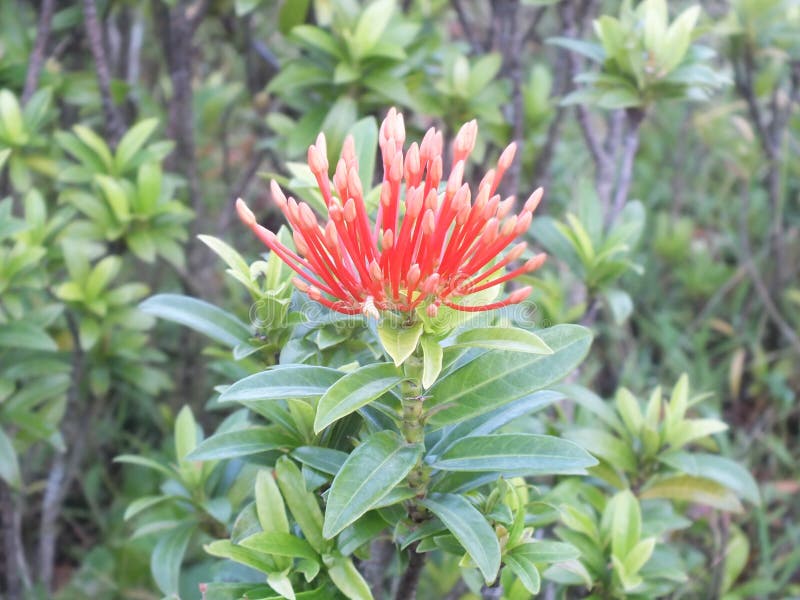 Red Flower, Central Java Indonesia Stock Image - Image of bloom, green ...