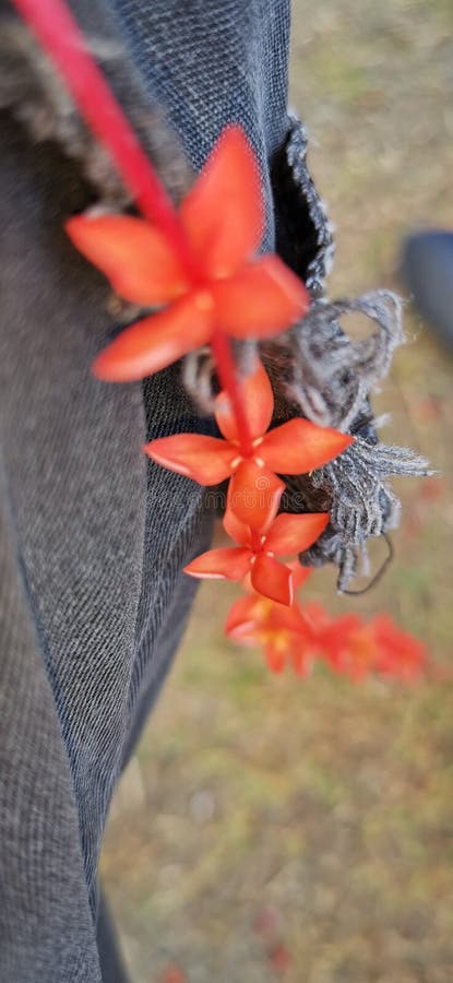 Red Flower Chain Crafted Together Stock Photo - Image of together ...