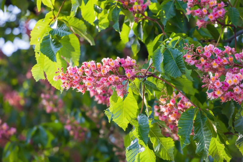 Red flower chestnut tree stock photo. Image of nature - 95080764