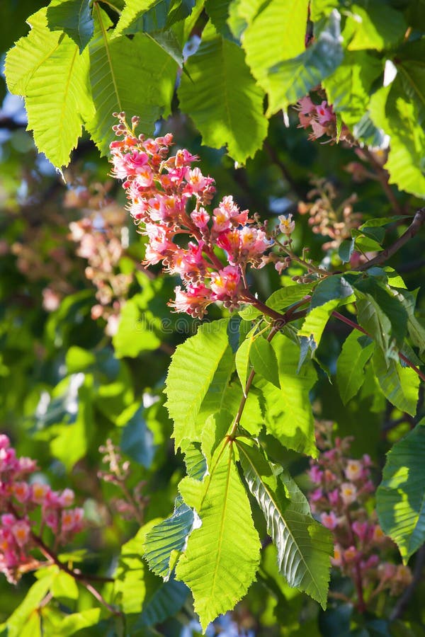 Red flower chestnut tree stock photo. Image of petal - 95080972