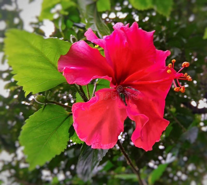 A beautiful China rose stock image. Image of beautiful - 140786757