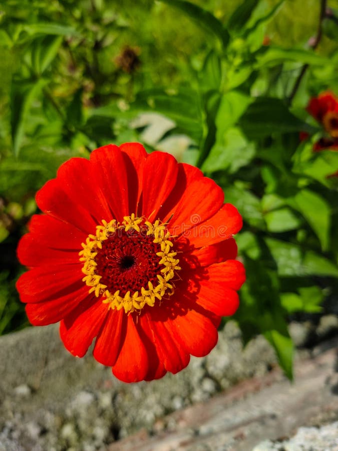Red Flower Circle Shape Beautiful Nature Photography, Stock Photo ...