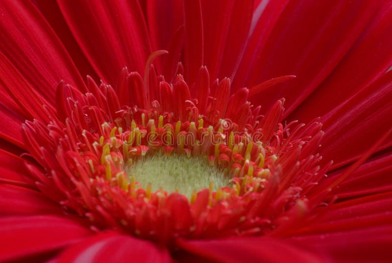 Red flower close up stock photo. Image of summer, autumn - 26223284