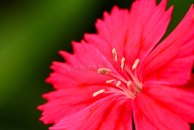 Red flower closeup stock image. Image of closeup, bloom - 27618363
