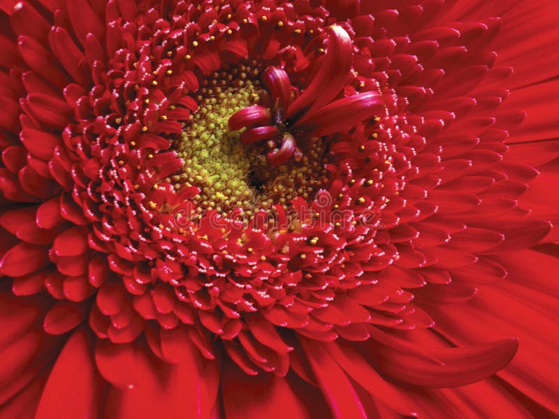 Red flower closeup stock image. Image of background, blossom - 649083
