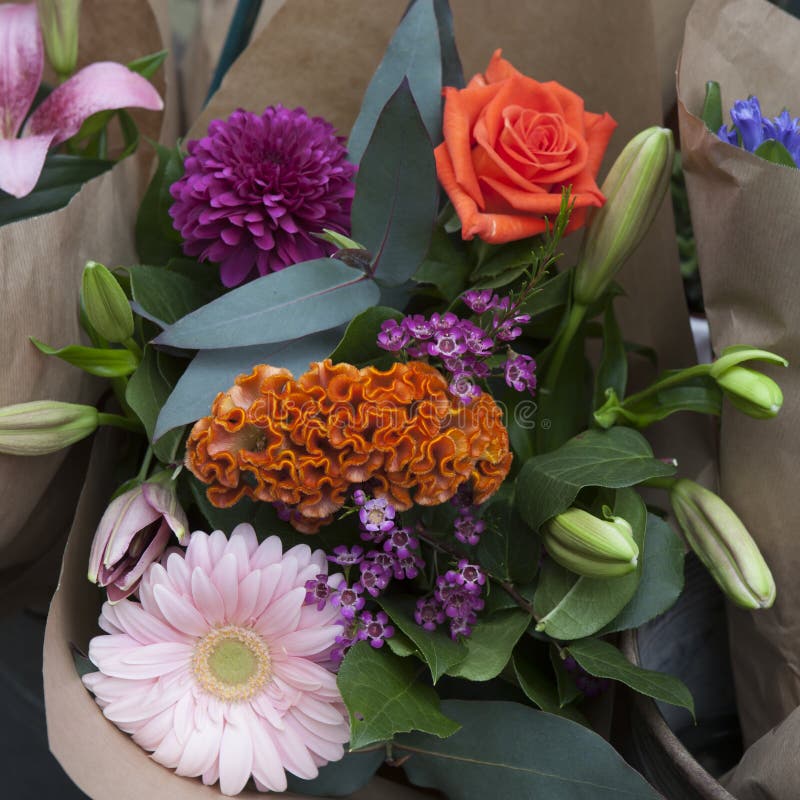 Red Flower, Cockscomb or Chinese Wool Flower Stock Image - Image of ...
