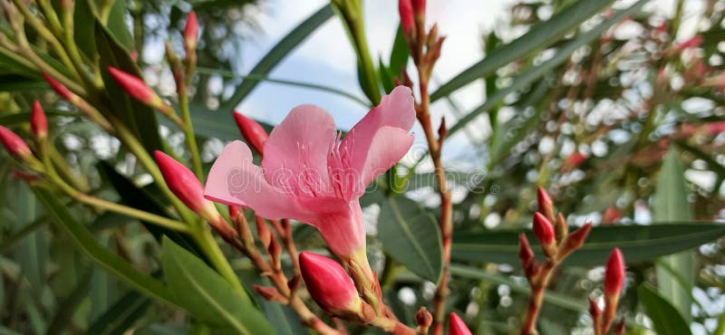 Arali Flower Stock Photos - Free & Royalty-Free Stock Photos from ...