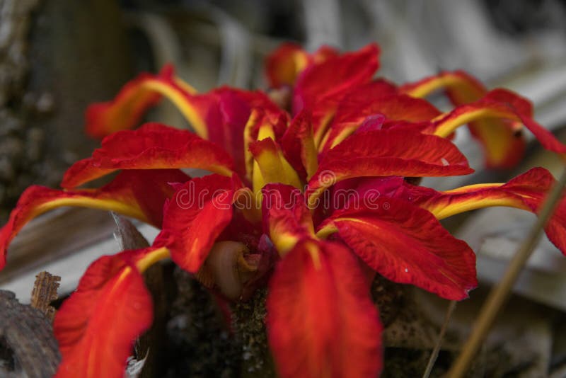 Small Red Flower with Complex Pattern in the Rainforest of Malaysia ...