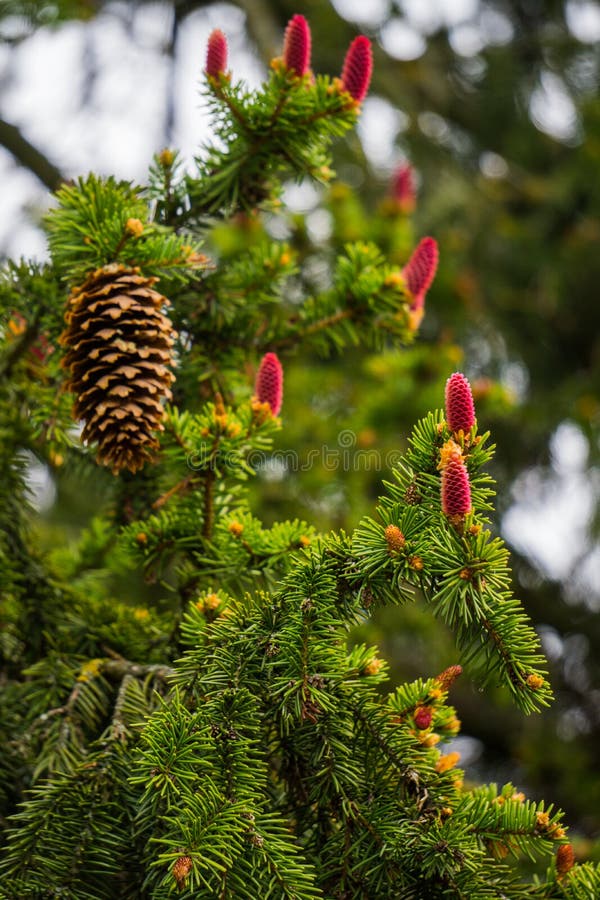 Red Flower Cones in the Middle of Needles on Fir Branches Stock Image ...