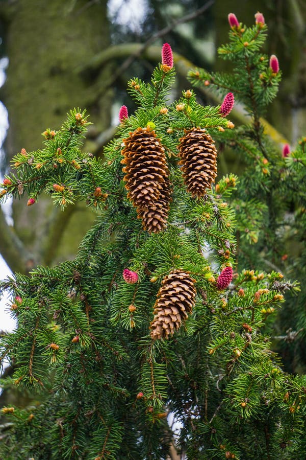 Red Flower Cones in the Middle of Needles on Fir Branches Stock Photo ...