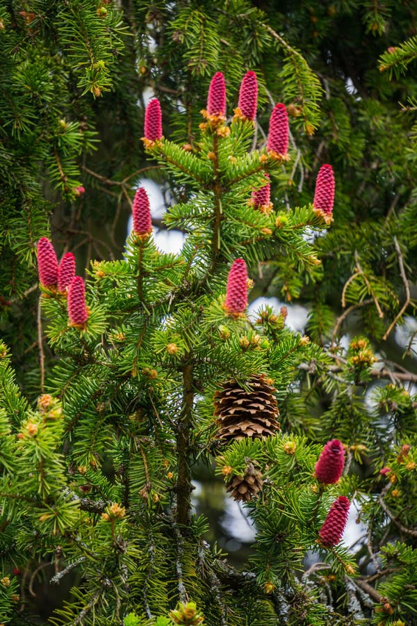 Red Flower Cones in the Middle of Needles on Fir Branches Stock Photo ...