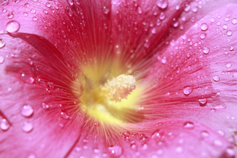 Red flower core stock photo. Image of blooming, bloom - 20567818