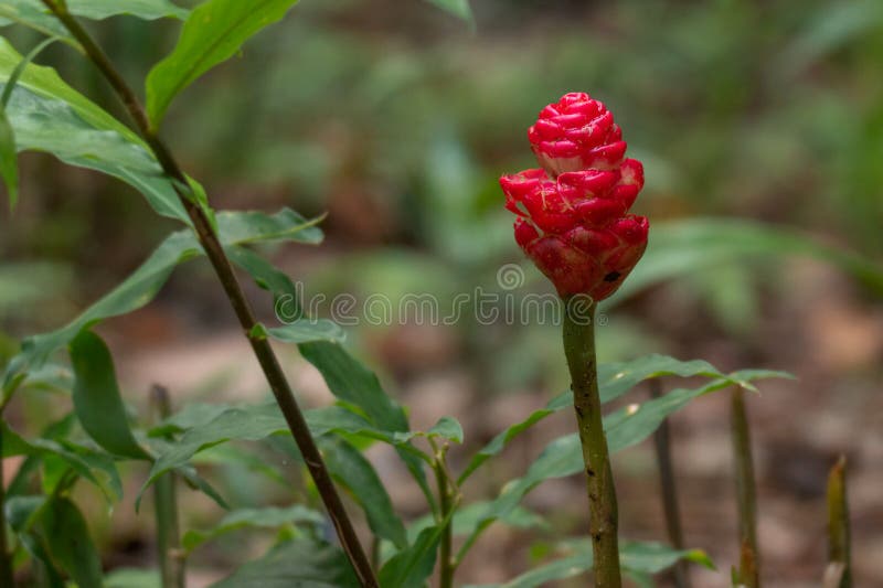Red Flower of Curcuma Alismatifolia Stock Photo - Image of travel, pink ...