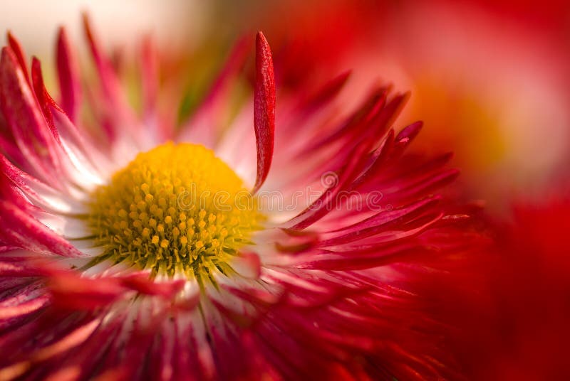 Red flower - daisy stock image. Image of background, caress - 5100101