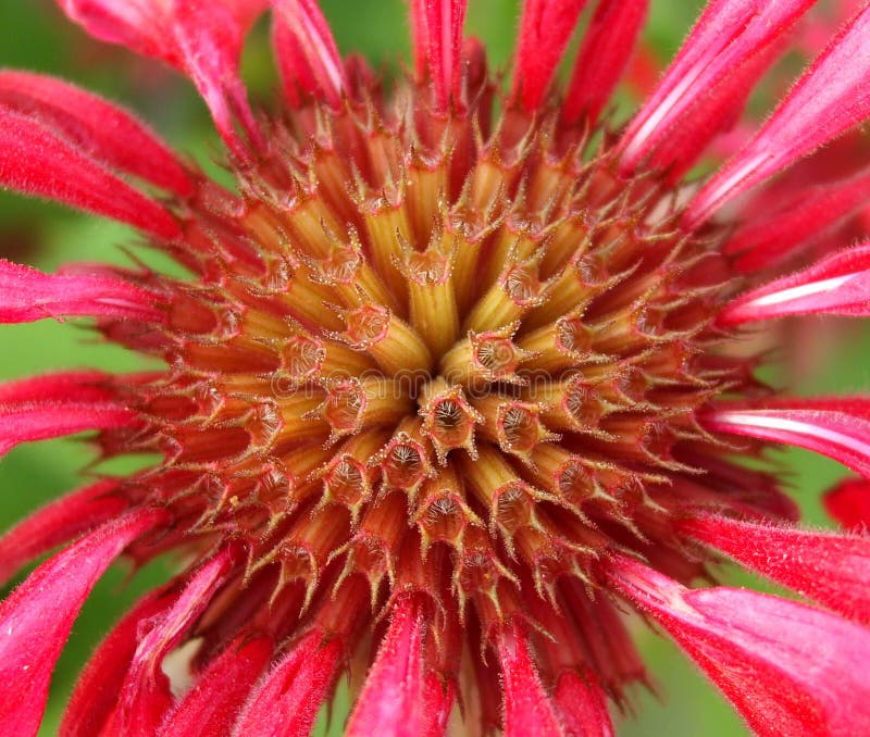 Pink Flower Detail stock photo. Image of pink, petals - 5559414