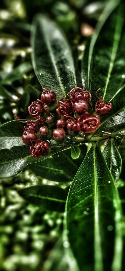 Red Flower, Does Anyone Know Its Name? Stock Image - Image of name ... Red Flower, Does Anyone Know Its Name? Stock Image - Image of name ...