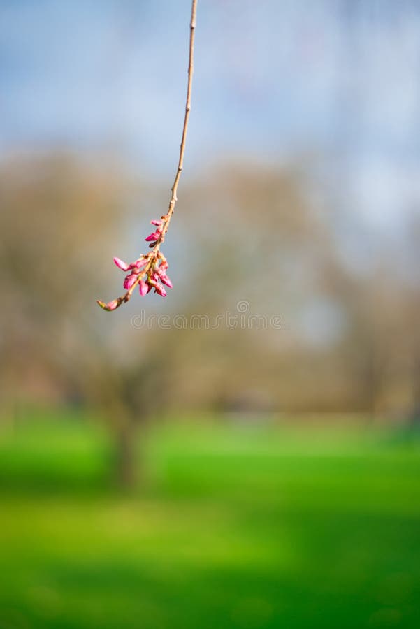 A Red Flower Down from a Tree Stock Photo - Image of floral, growth ...