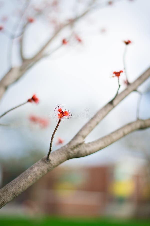 A Red Flower Down from a Tree Stock Photo - Image of floral, beautiful ...
