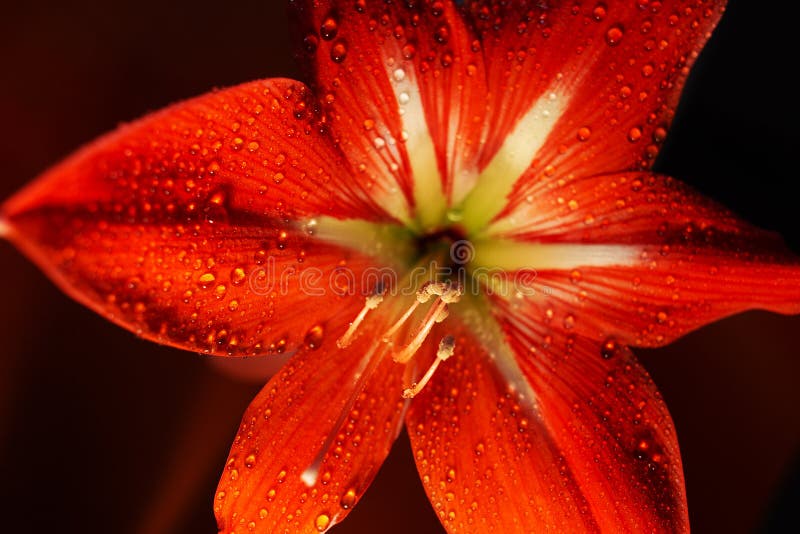 Red Flower with Drops of Dew, Close-up Stock Photo - Image of blossom ...