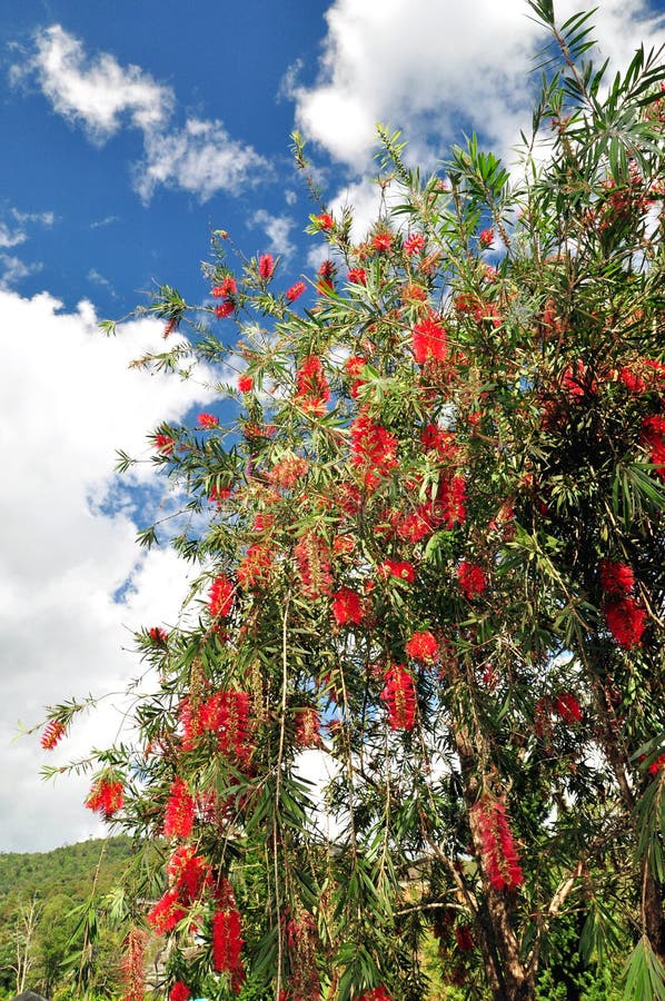 Red flower fall on sky stock image. Image of flowers - 33775679