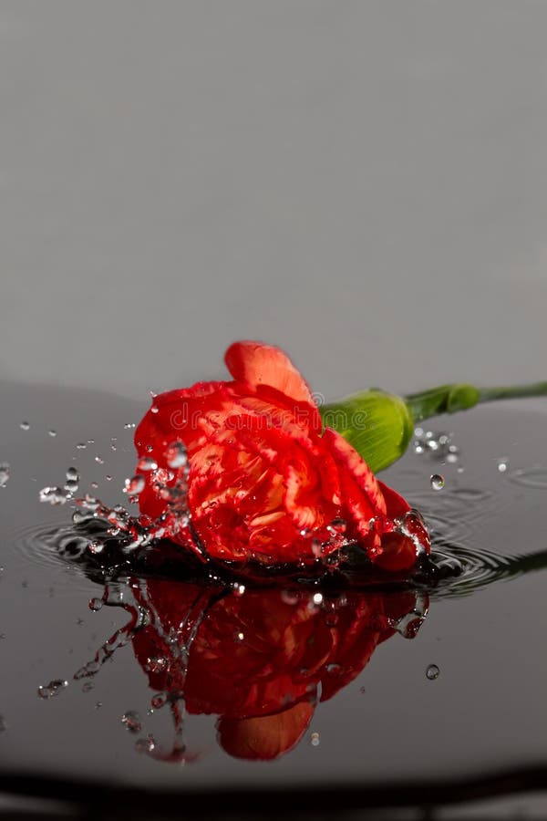 Red flower fall in water stock photo. Image of floral - 31473884