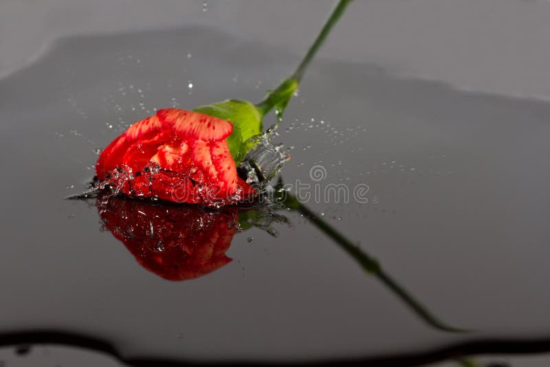 Red flower fall in water stock image. Image of plash - 32322597