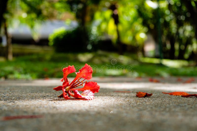 Red Flower Fallen on the Floor in a Forest Stock Image - Image of ...